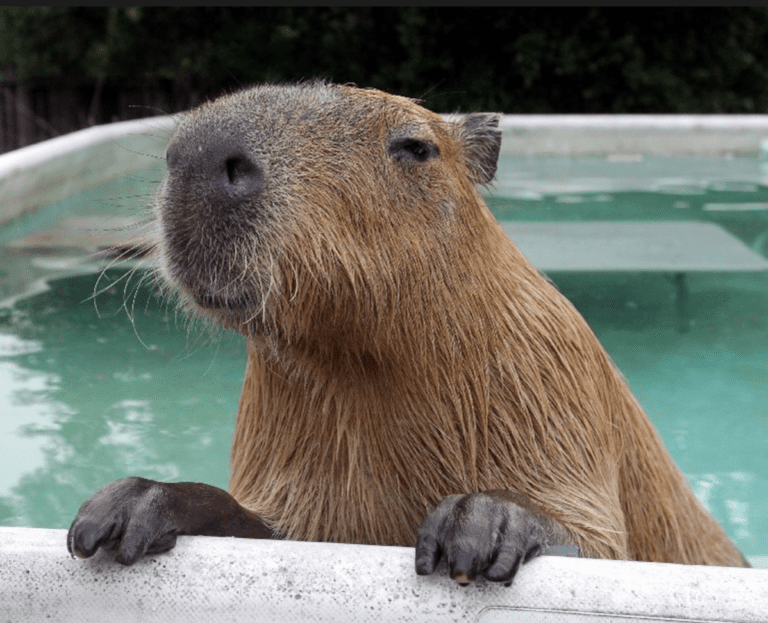 INTERVIEW: Chicago Synth-Punks Pixel Grip on their Debut LP Heavy ...